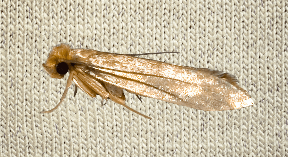 Clothing moths: the holey truth and how to control them - Vintage ...