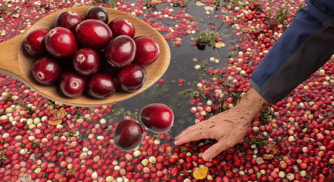 Vintage Cranberry Recipes from the 50s, 70s and 80s - Vintage Unscripted